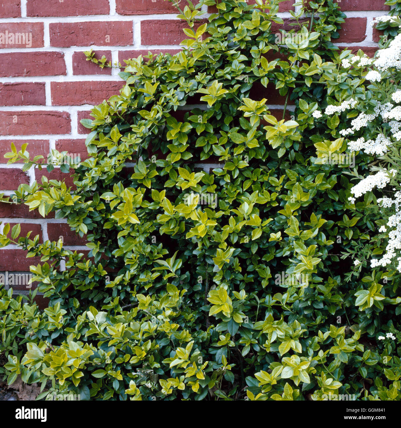 Climbing euonymus hi-res stock photography and images - Alamy