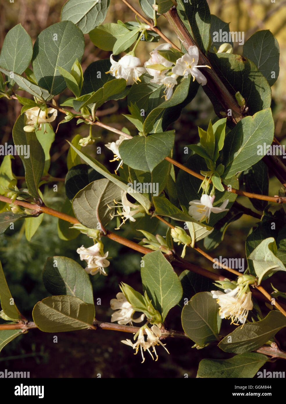 Lonicera x purpusii winter beauty hi-res stock photography and images ...