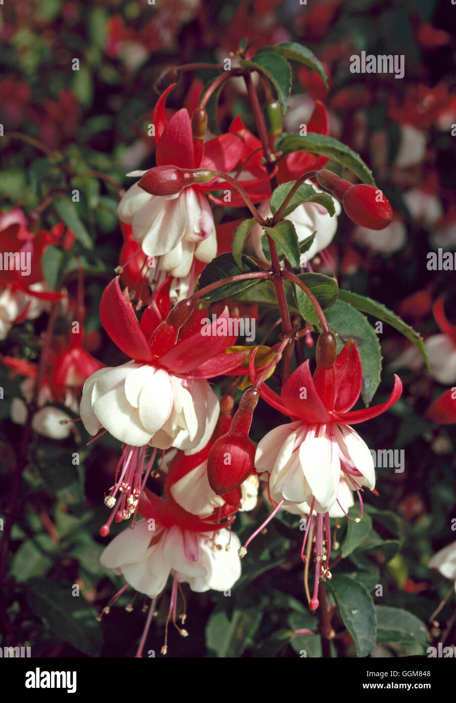 Fuchsia - `Snowcap' TRS074419 Stock Photo - Alamy