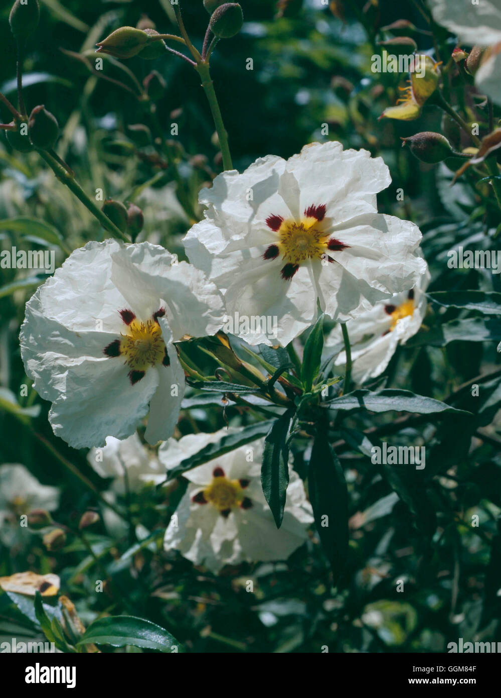 Cistus hi-res stock photography and images - Alamy