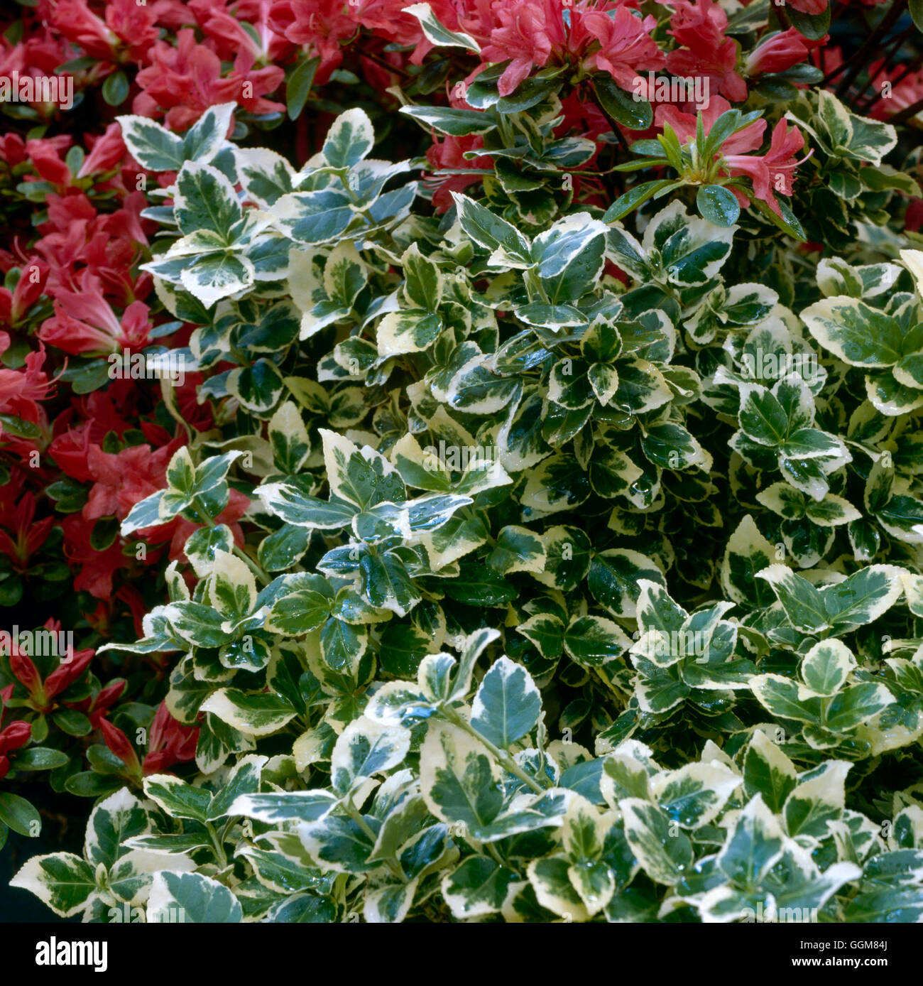 Euonymus fortunei emerald gaiety hi-res stock photography and images ...