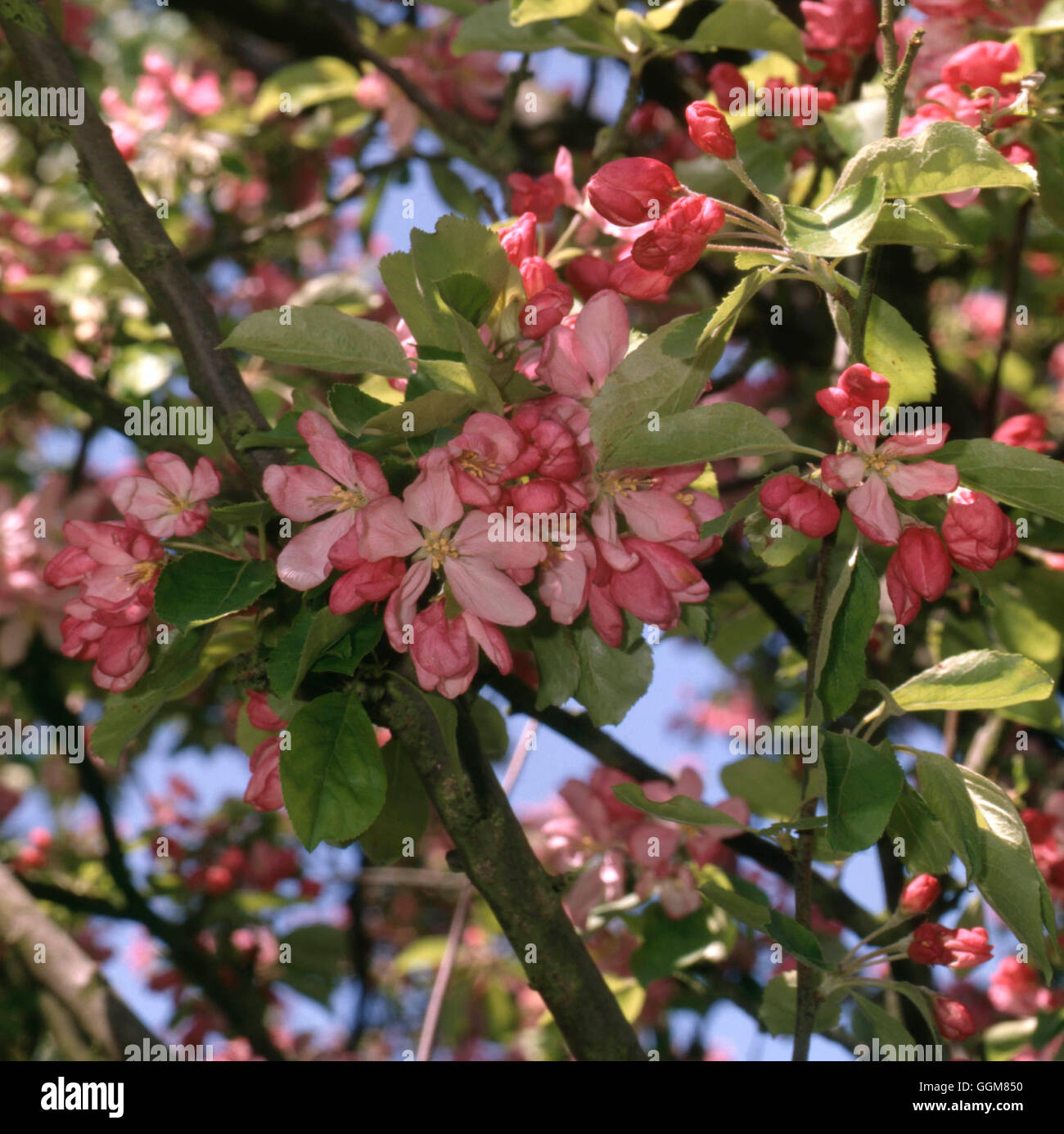 Malus prunifolia - `Cheal's Crimson' TRS076407 Stock Photo - Alamy