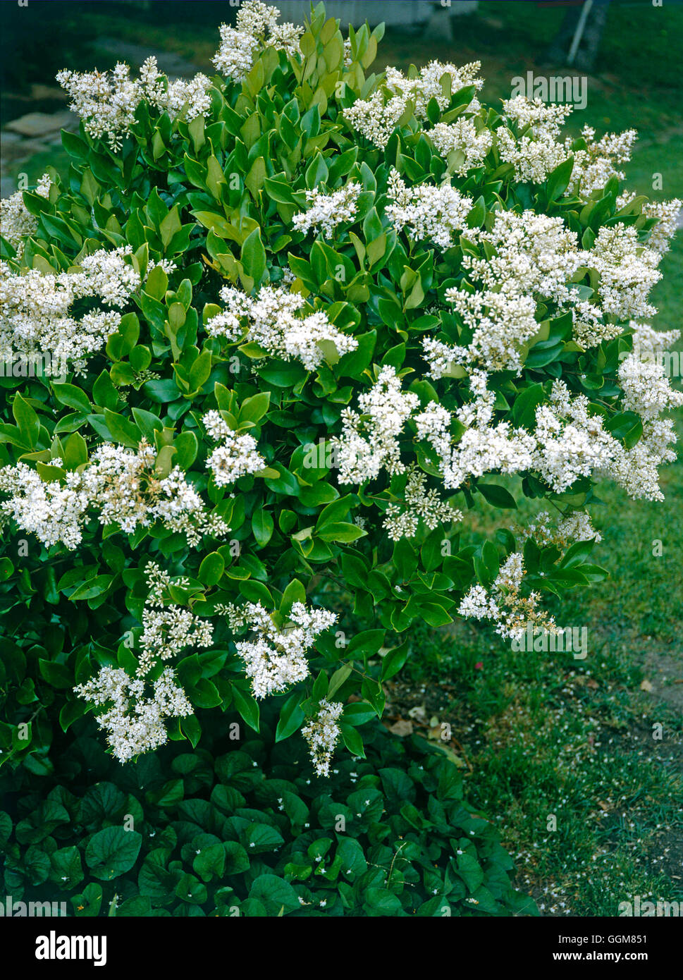 Ligustrum japonicum texanum hi-res stock photography and images - Alamy