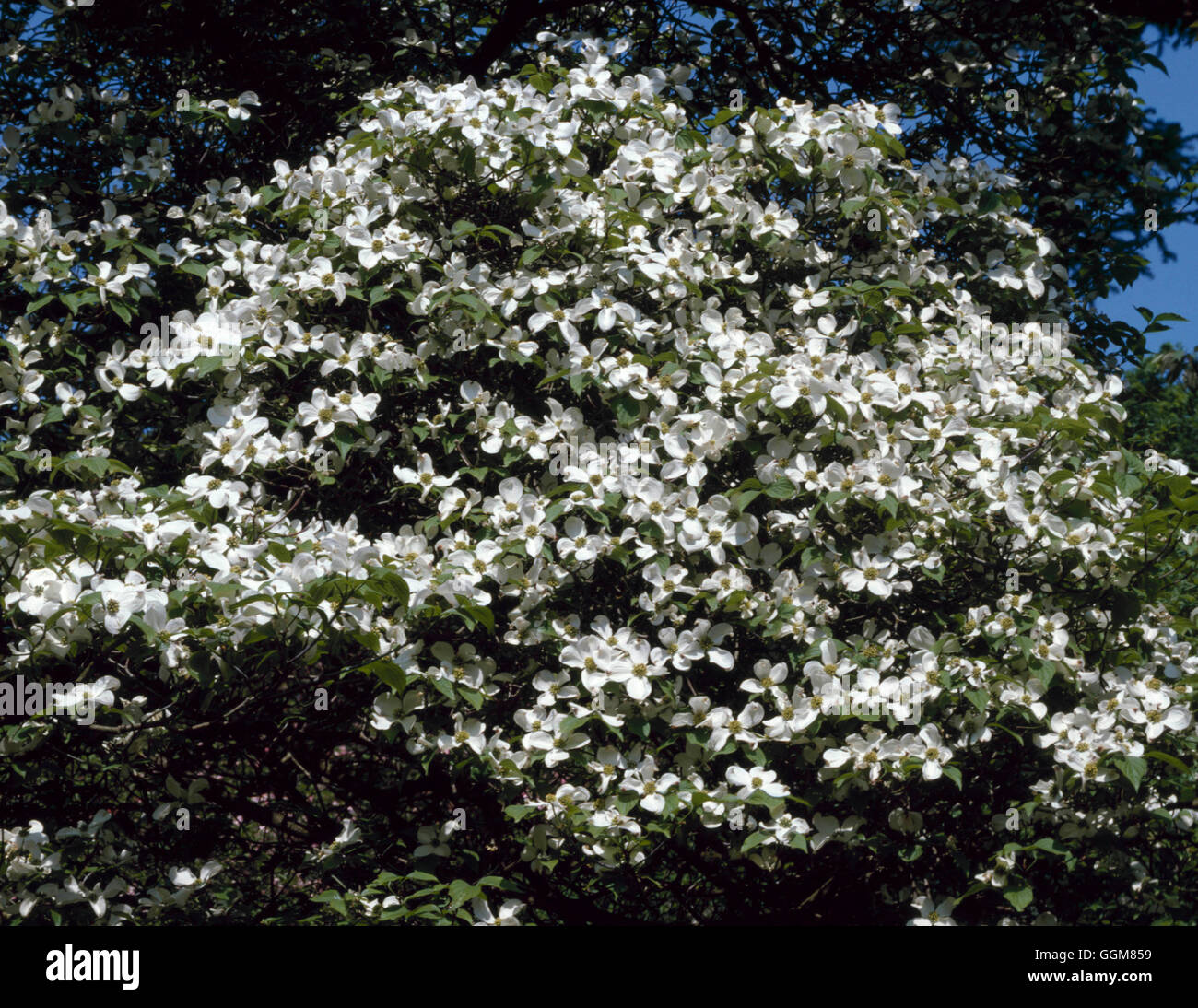 Cornus florida TRS077019 Stock Photo - Alamy