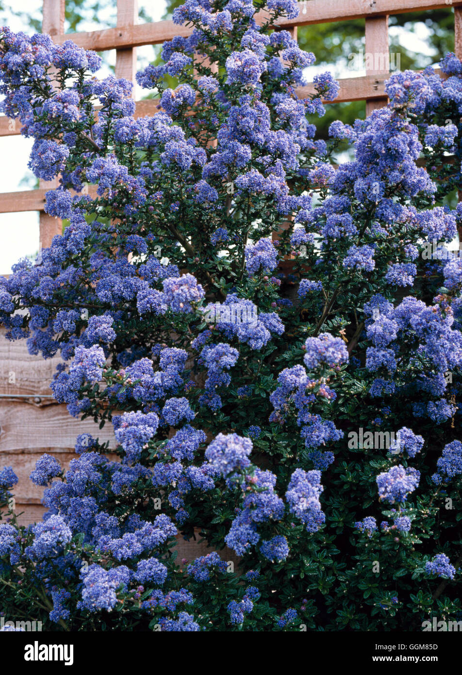 Ceanothus blue hi-res stock photography and images - Alamy