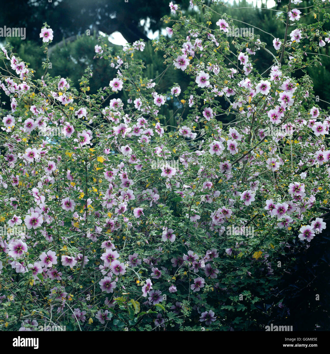 Lavatera maritima hi-res stock photography and images - Alamy