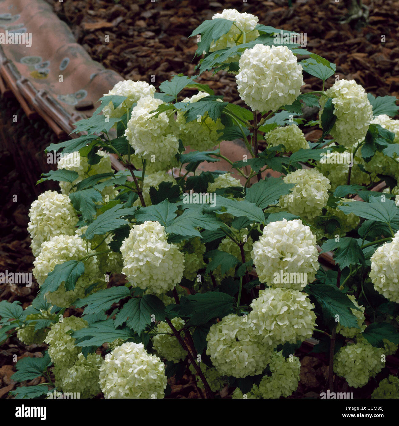 Viburnum opulus TRS077525 Stock Photo - Alamy