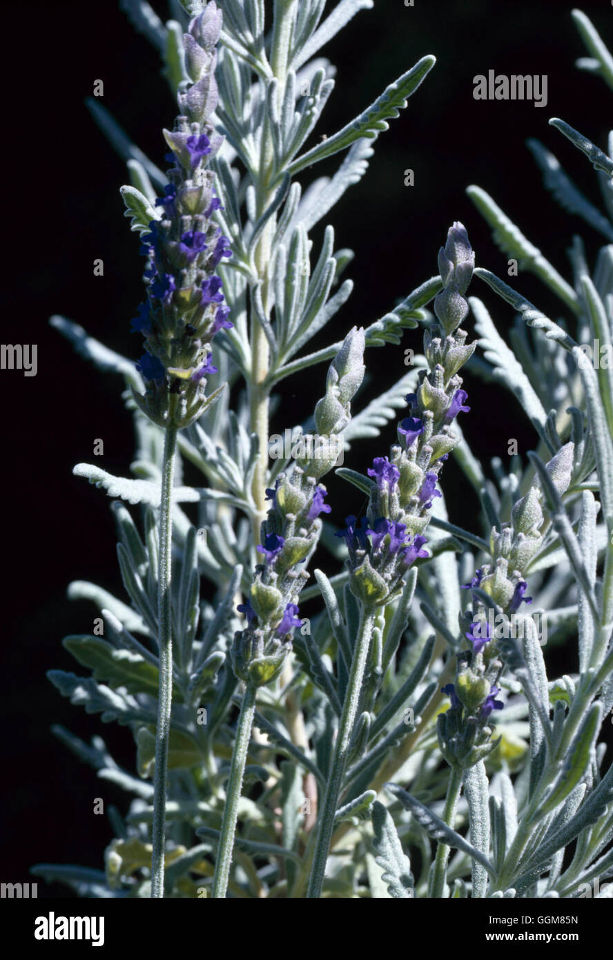 Goodwin creek grey hi-res stock photography and images - Alamy
