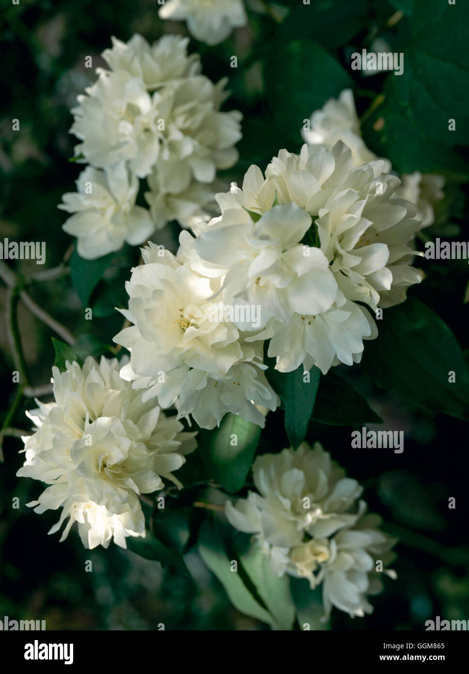 Philadelphus - `Virginal' TRS079232 Stock Photo - Alamy