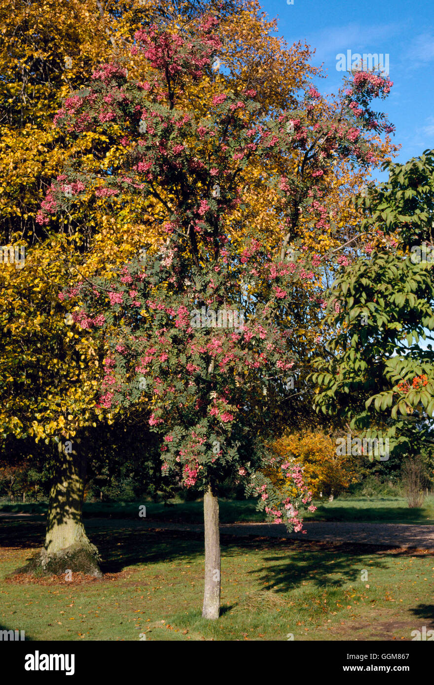 Sorbus hupehensis hi-res stock photography and images - Alamy