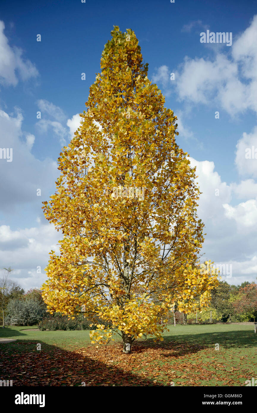 Liriodendron tulipifera fastigiatum hi-res stock photography and images ...