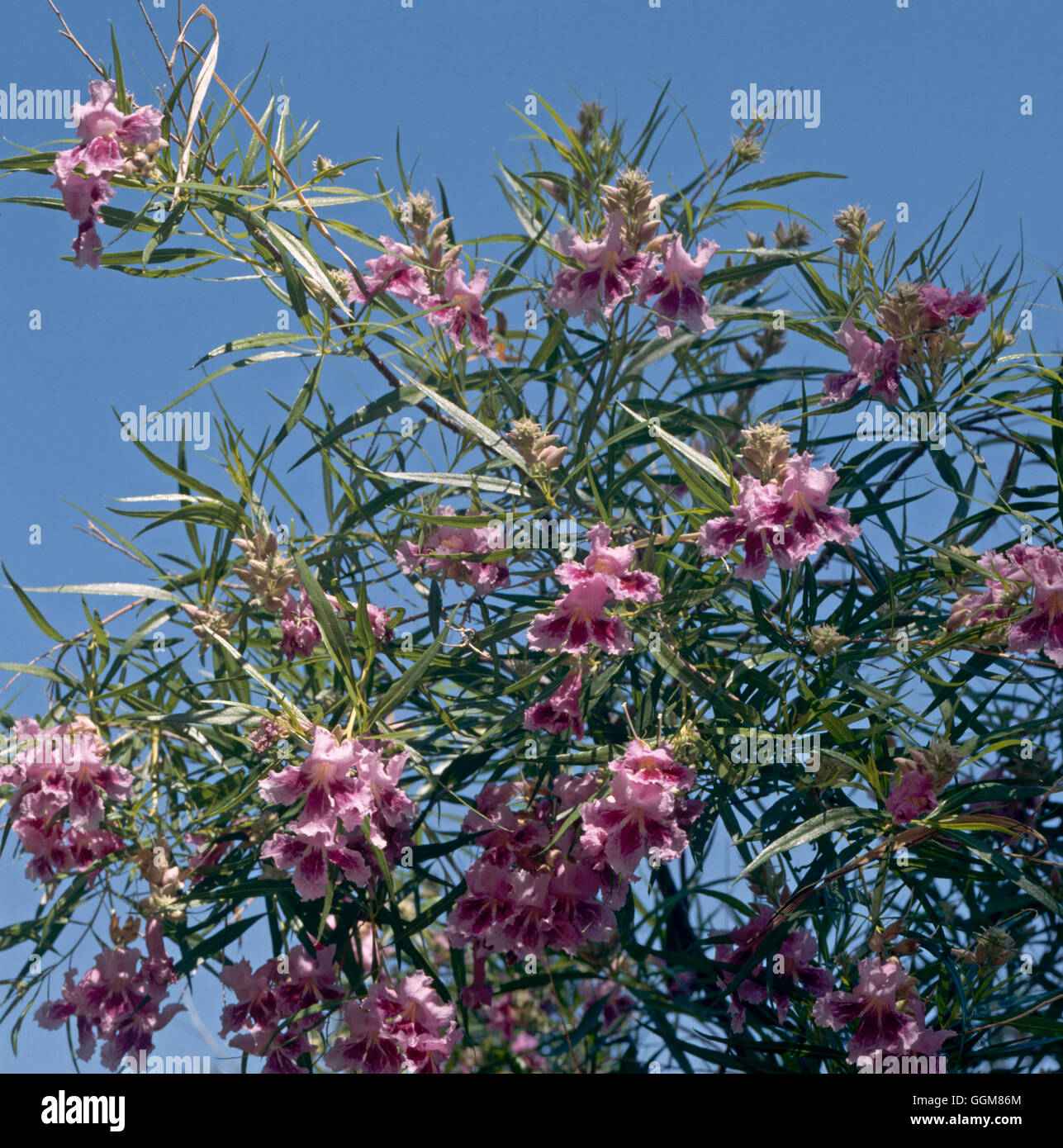 Desert willow chilopsis linearis hi-res stock photography and images ...