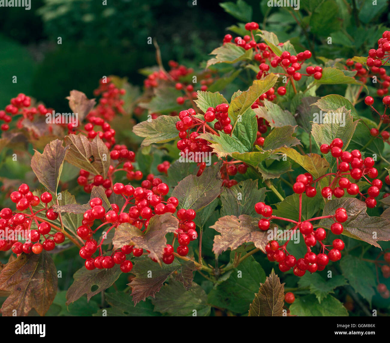 Opulus hi-res stock photography and images - Alamy