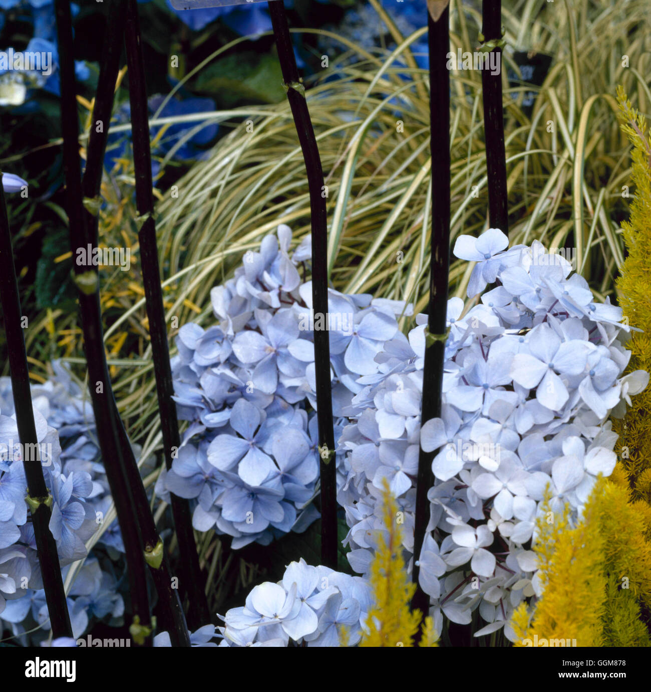 Hydrangea macrophylla - `Nigra' (Hortensia) TRS081222 Stock Photo - Alamy
