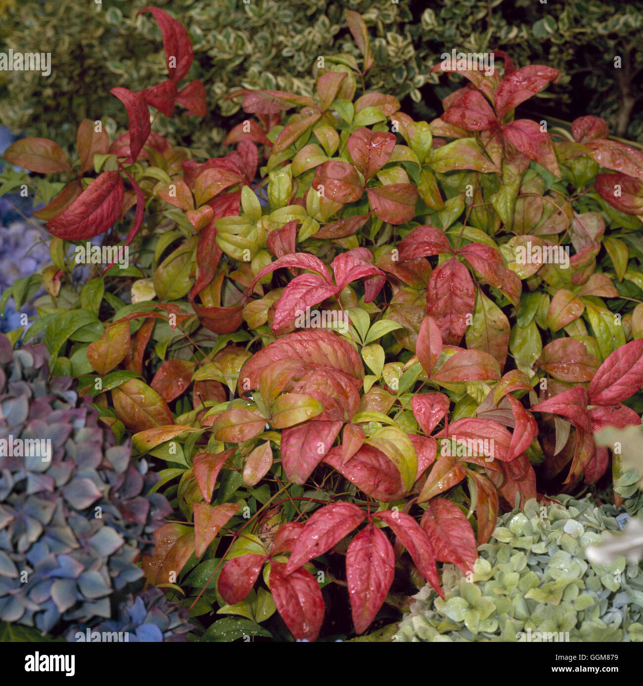 Nandina domestica - `Fire Power' TRS081227 Stock Photo - Alamy
