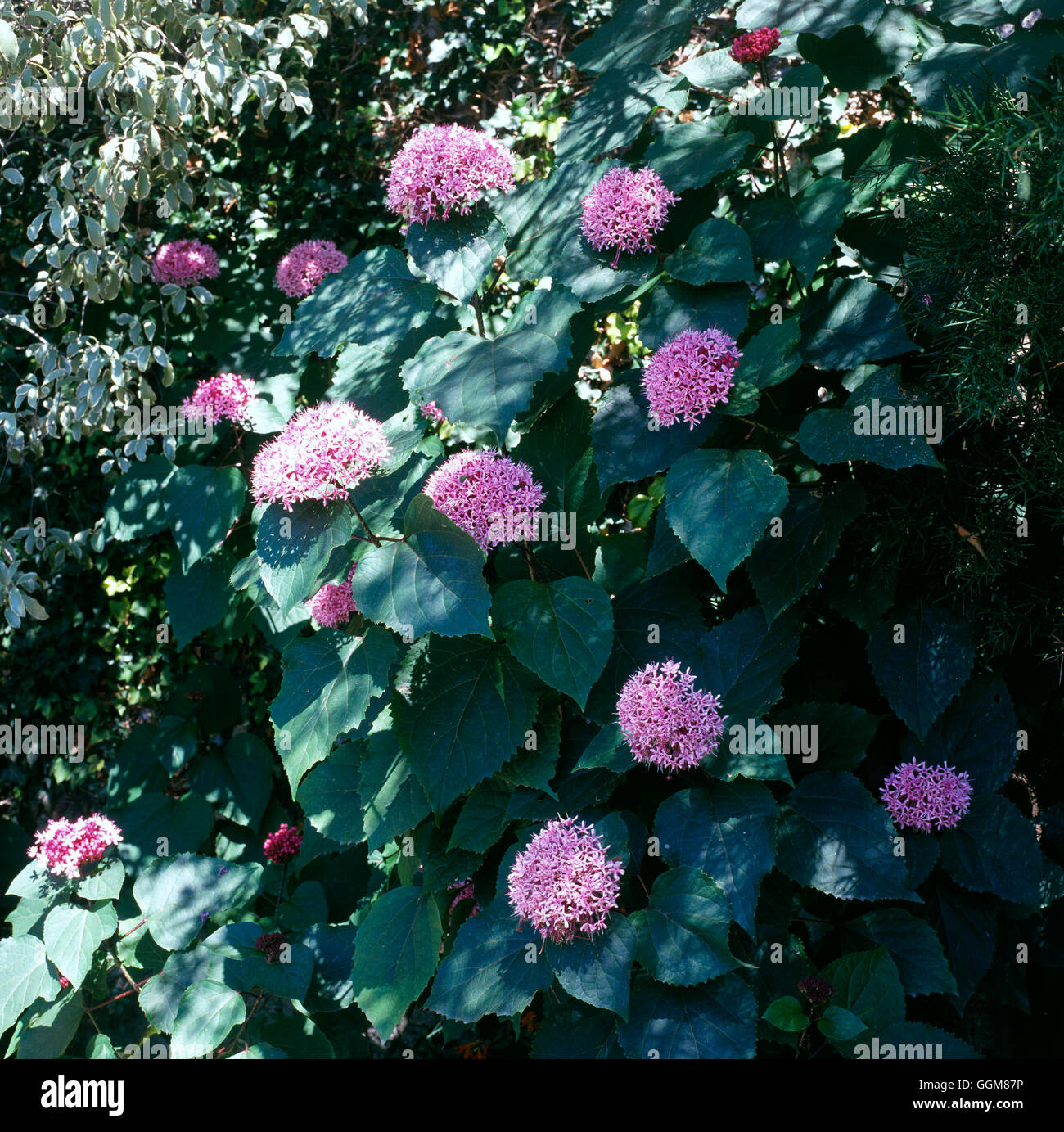 Gloryflower hi-res stock photography and images - Alamy