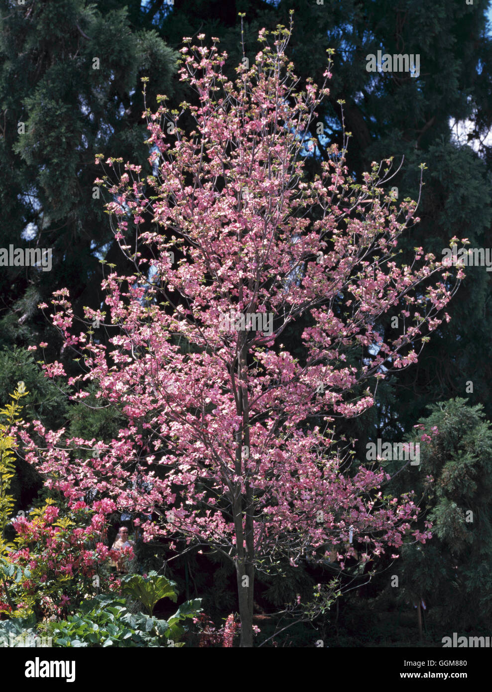 Florida cherokeechief pink spring cornus bracts trs084473 trs084473 hi ...