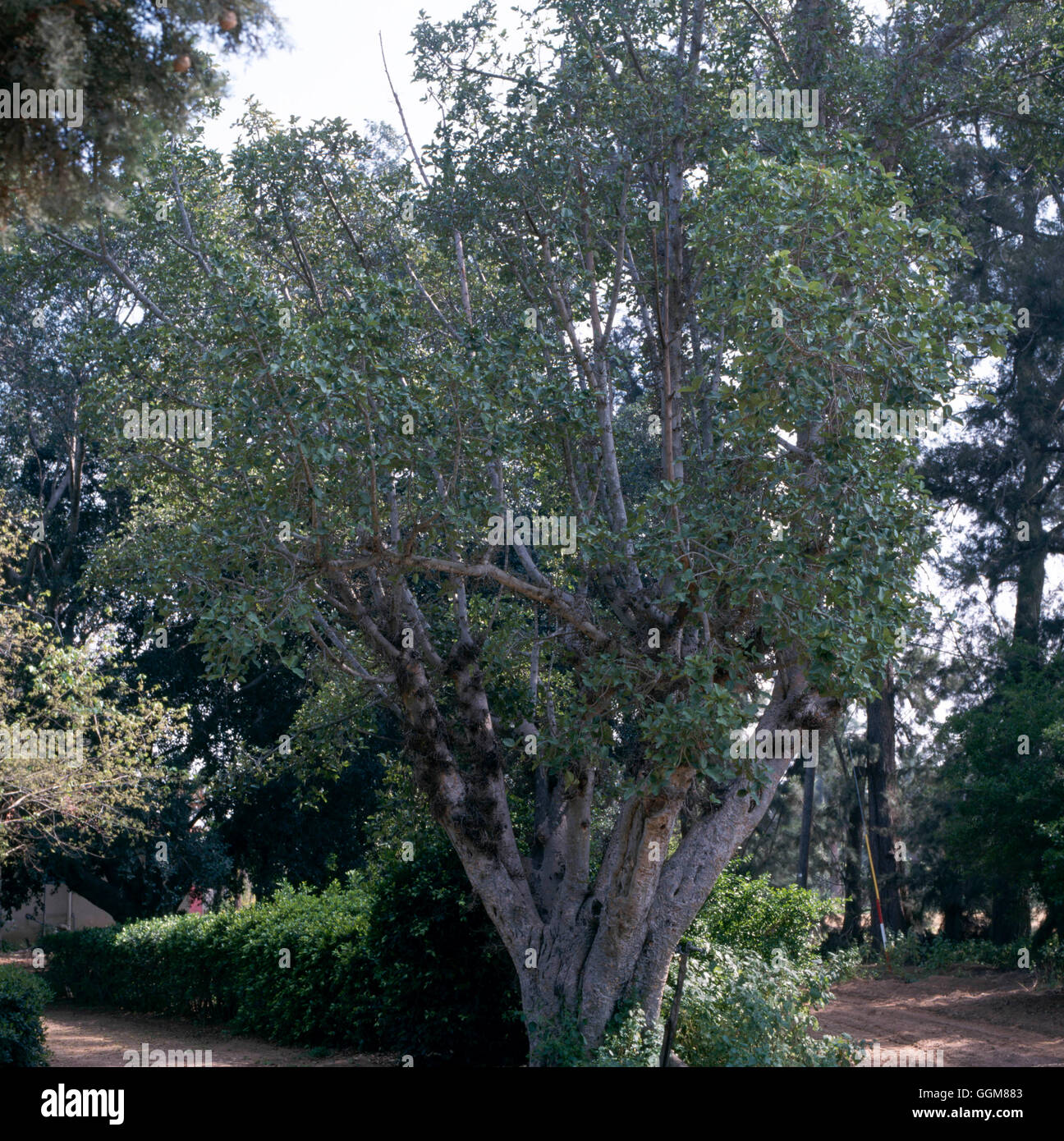 Sycamore fig tree ficus sycomorus hi-res stock photography and images ...