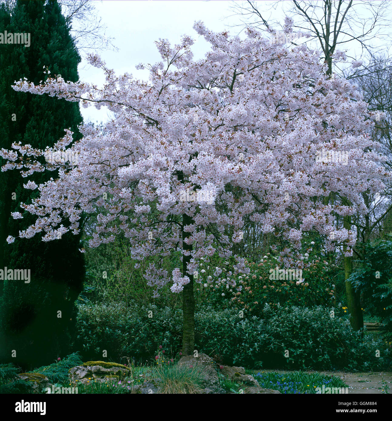Prunus yedoensis hi-res stock photography and images - Alamy