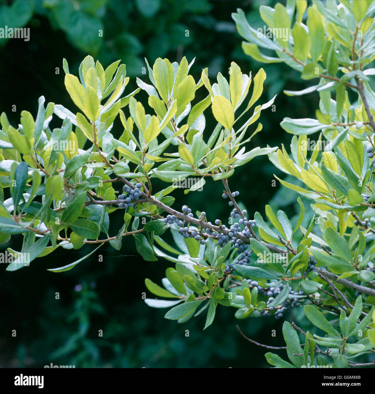 Myrica pensylvanica hi-res stock photography and images - Alamy