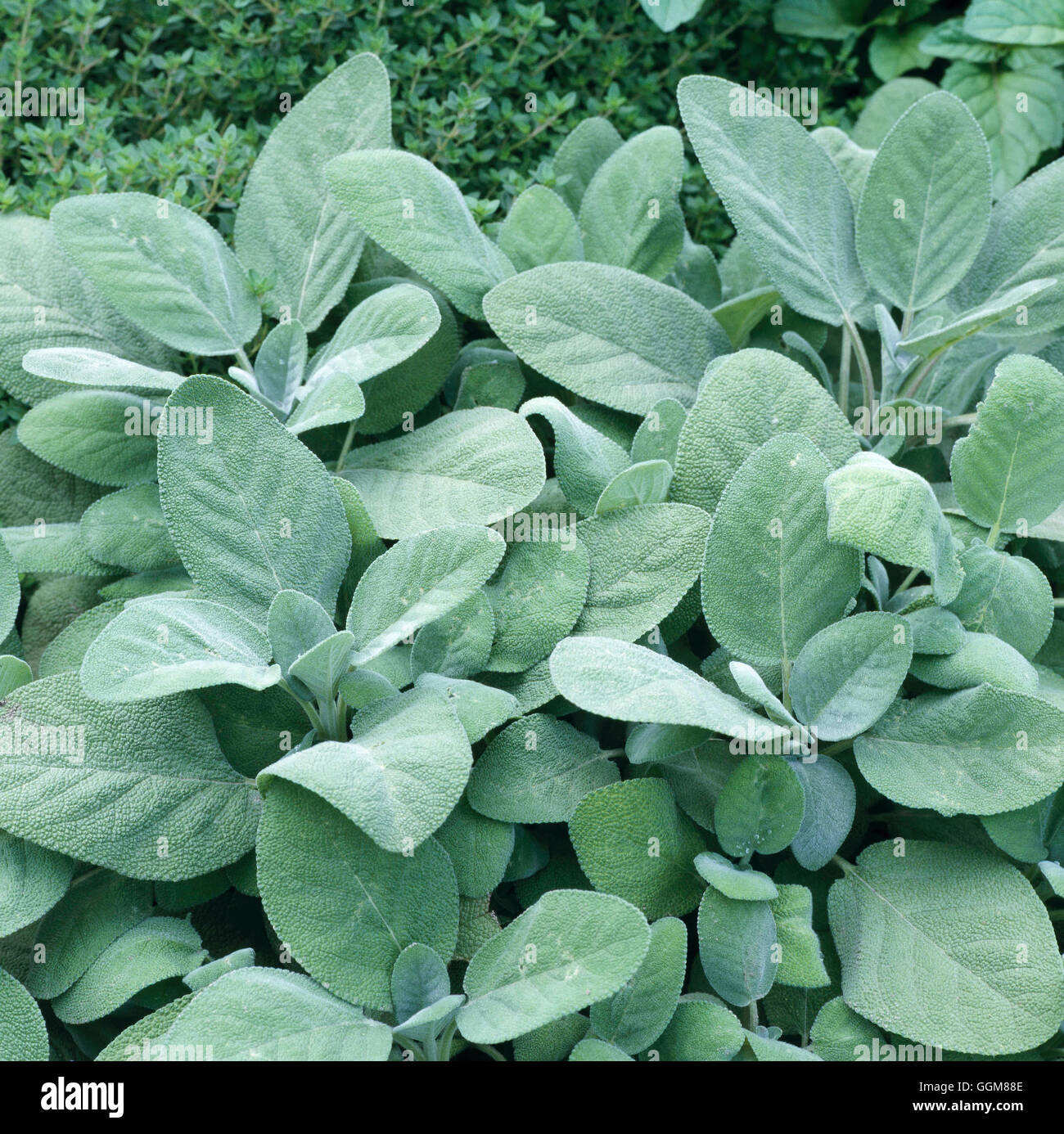 Salvia officinalis - 'Berggarten' TRS085616 Stock Photo - Alamy