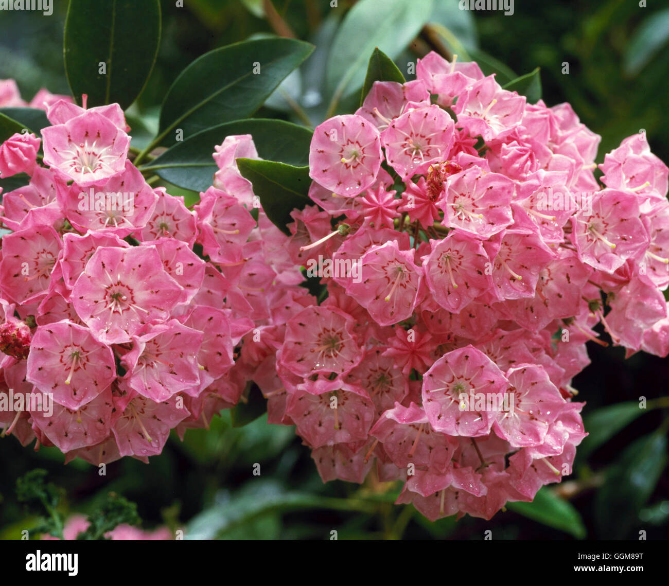 Kalmia latifolia - `Sarah' TRS089952 Stock Photo - Alamy