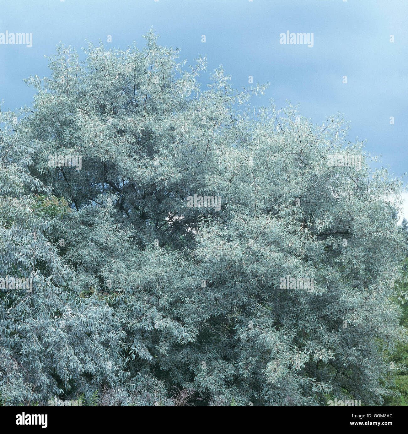 Elaeagnus angustifolia TRS090961 Stock Photo - Alamy