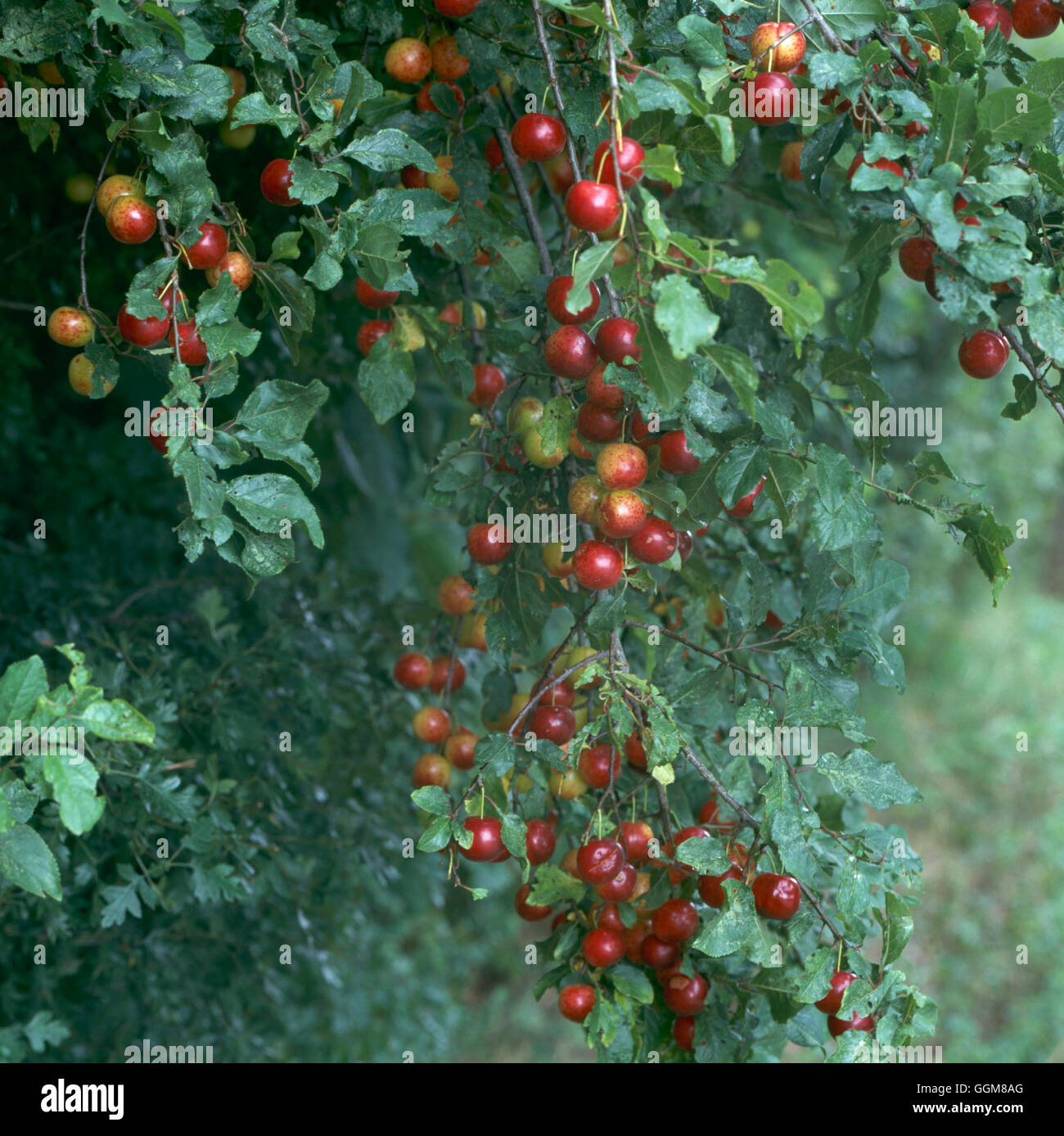 Prunus cerasifera - showing fruits in Autumn Cherry Plum TRS091336 ...