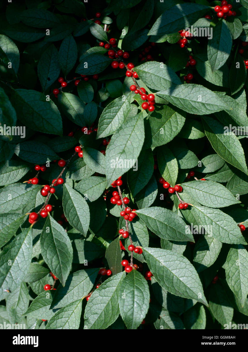 Sparkleberry hi-res stock photography and images - Alamy