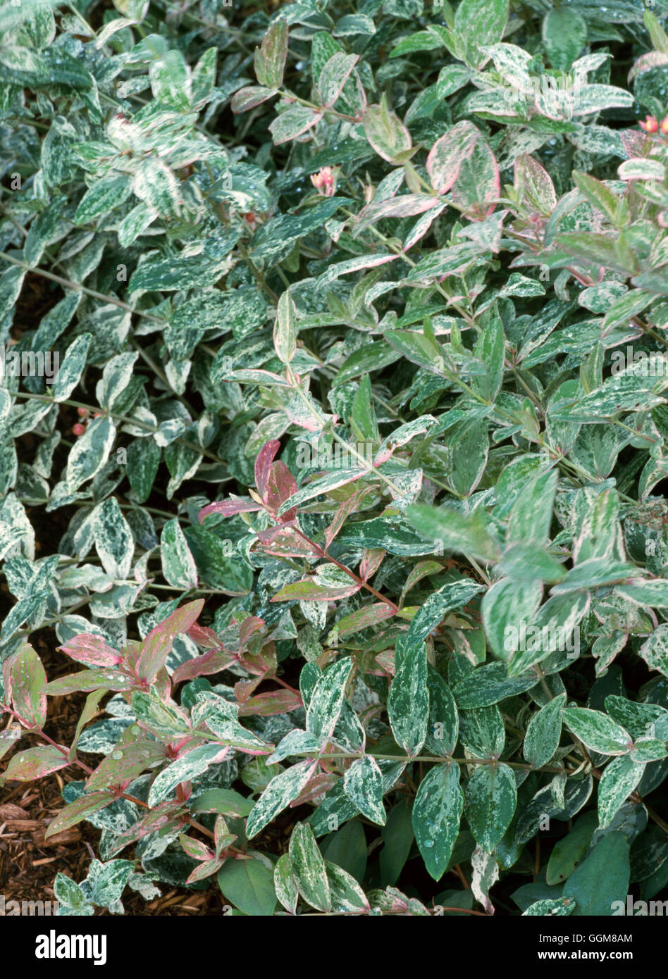 Variegated hypericum hi-res stock photography and images - Alamy