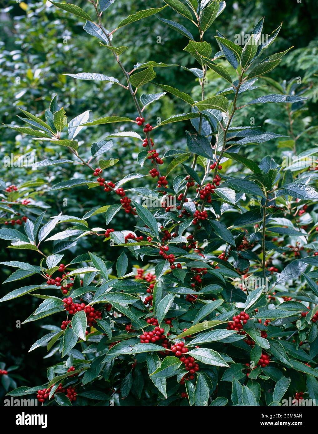 Ilex verticillata - 'Winter Red' TRS091671 Stock Photo - Alamy