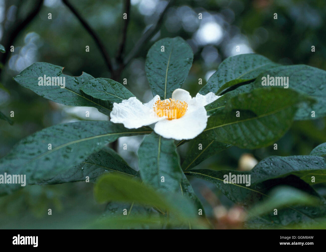 Franklinia alatamaha franklin tree hi-res stock photography and images ...