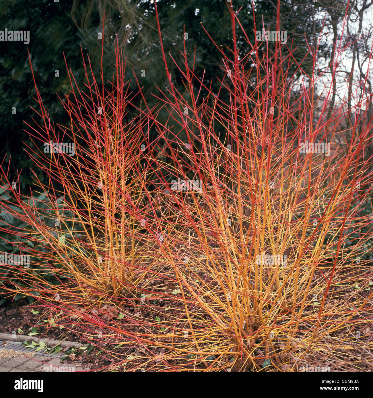 Cornus sanguinea midwinter fire hi-res stock photography and images - Alamy