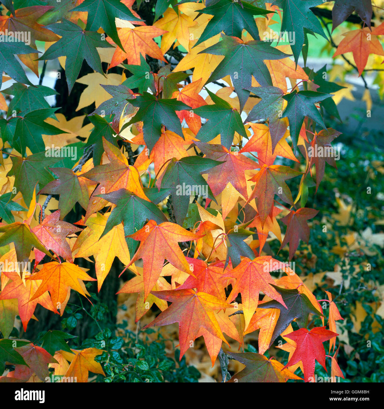 Styraciflua hi-res stock photography and images - Alamy