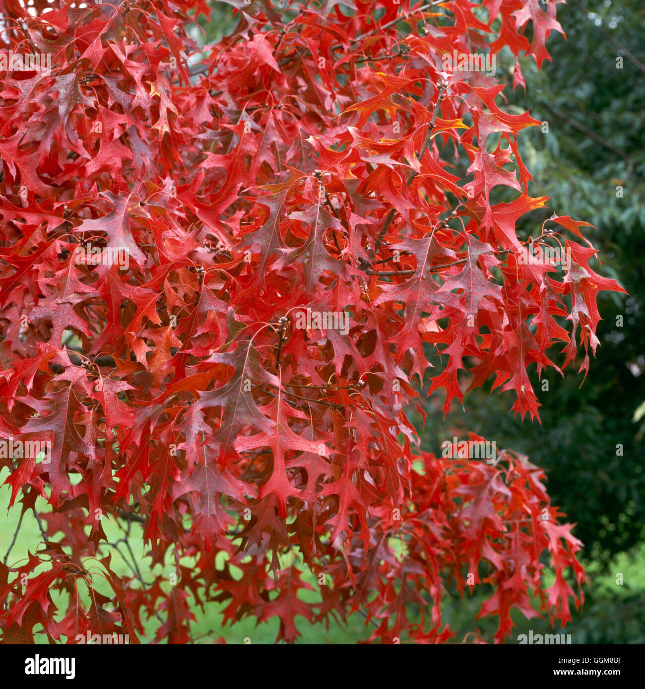 Red+oak hi-res stock photography and images - Alamy