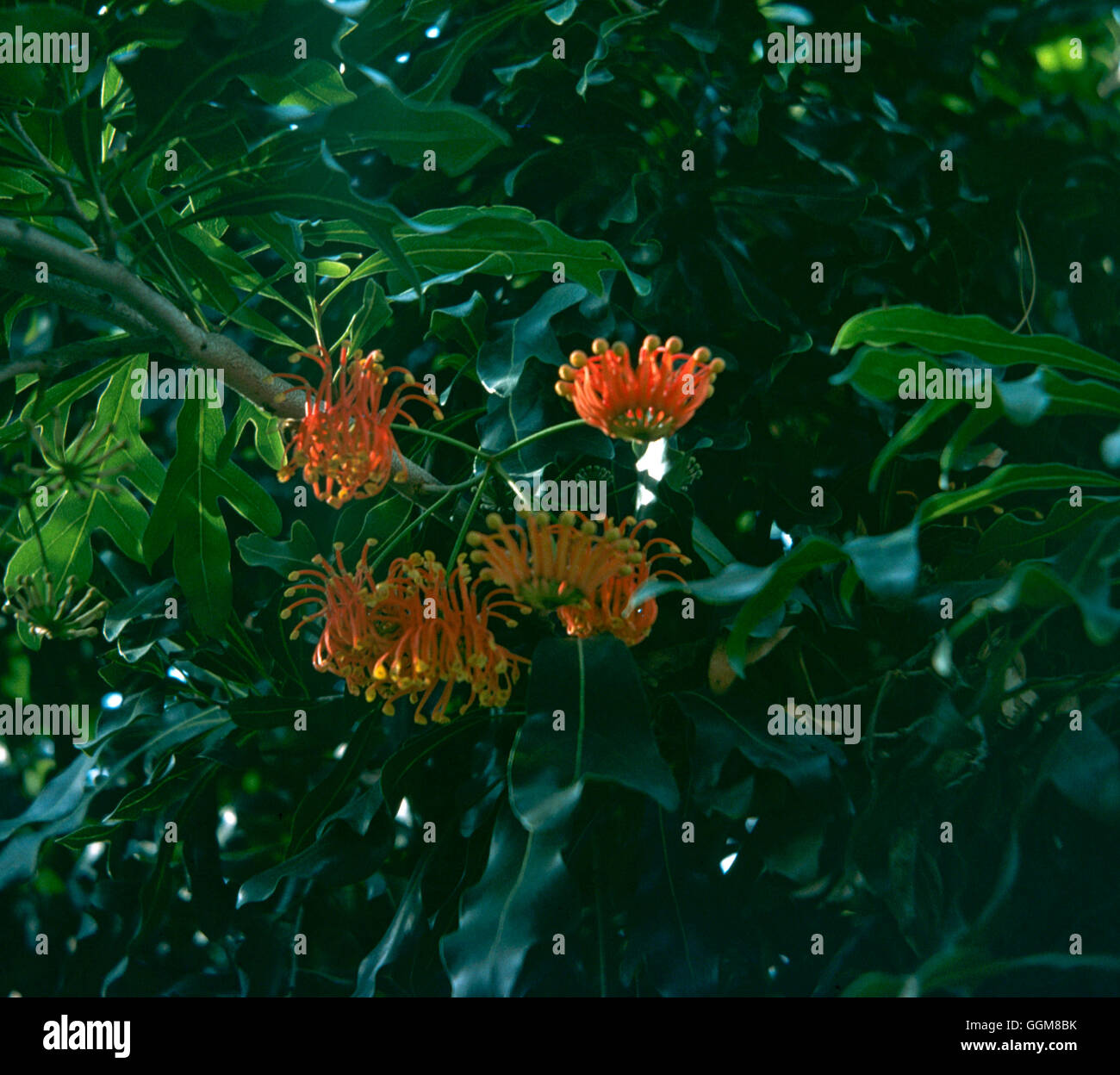 Stenocarpus High Resolution Stock Photography and Images - Alamy