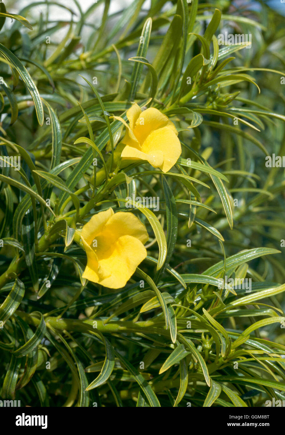 Thevetia peruviana TRS093165 Stock Photo - Alamy