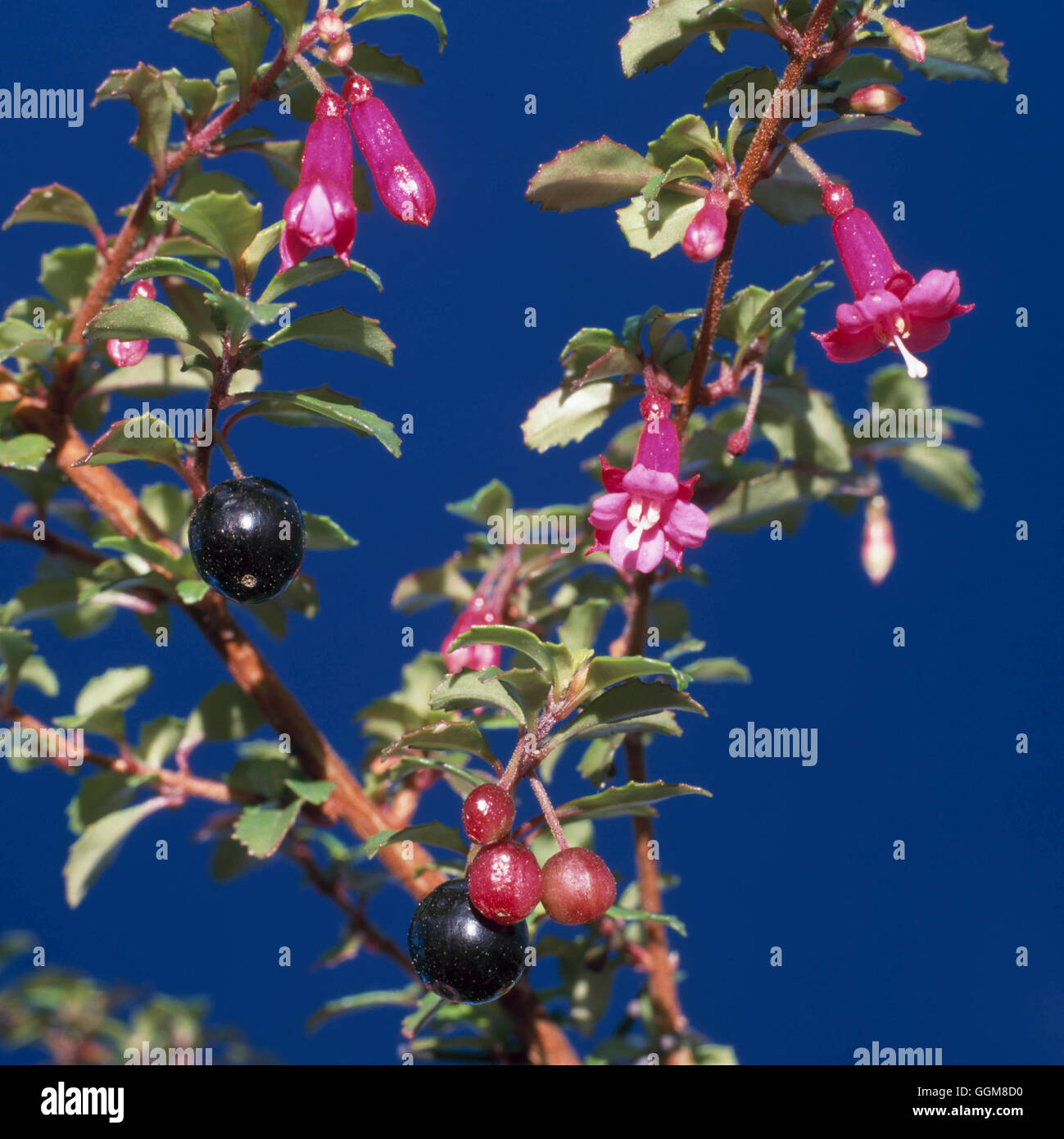 Fuchsia microphylla - showing flowers and fruit TRS097694 Stock Photo ...