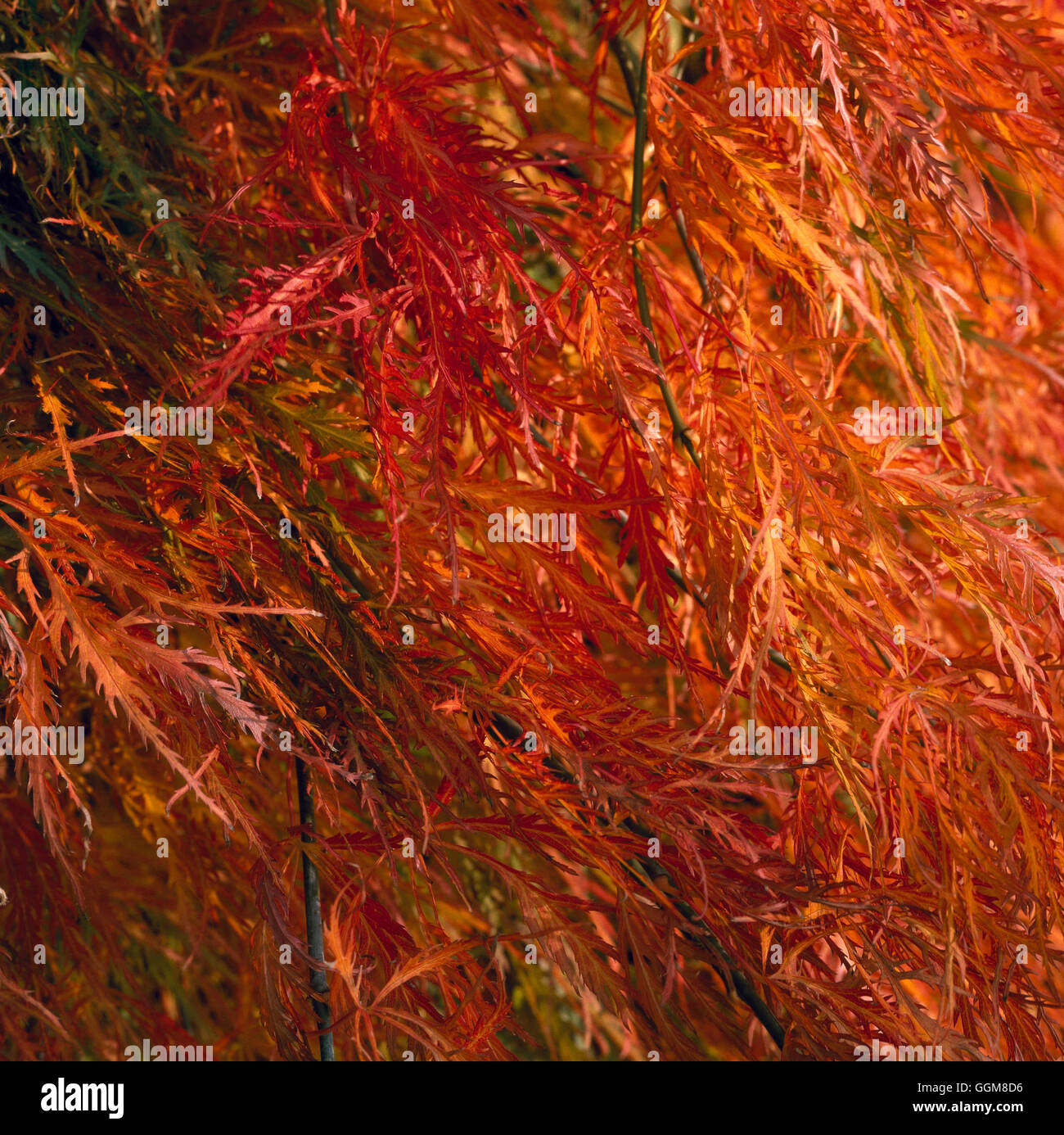 Acer palmatum dissectum atropurpureum hi-res stock photography and ...