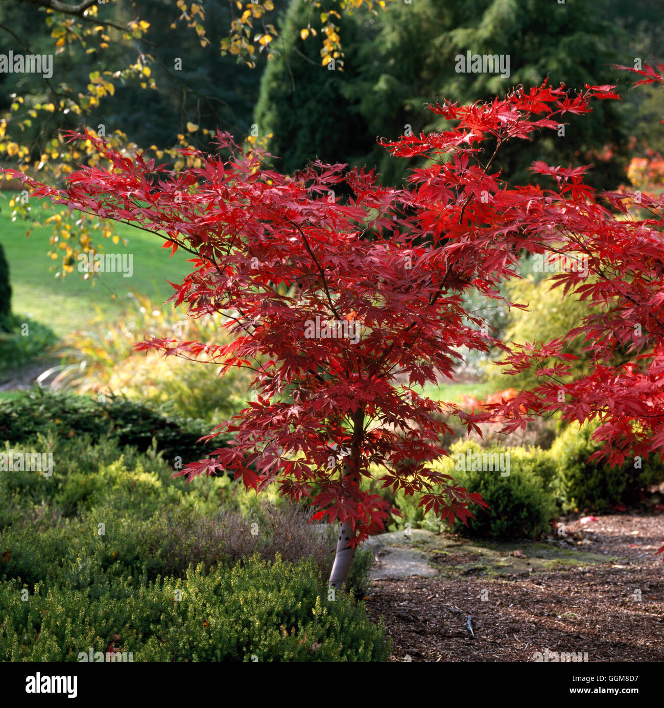 Suminagashi hi-res stock photography and images - Alamy