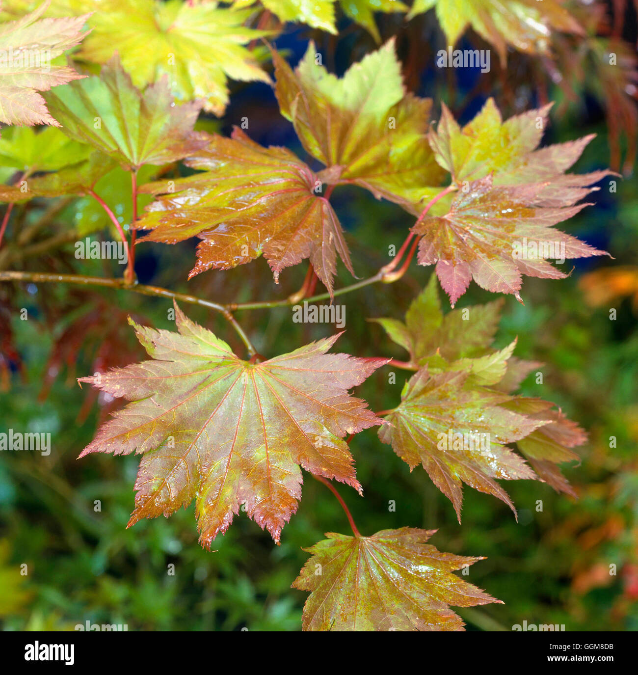 Acer shirasawanum - 'Aureum' in Autumn colour TRS097958 Stock Photo - Alamy