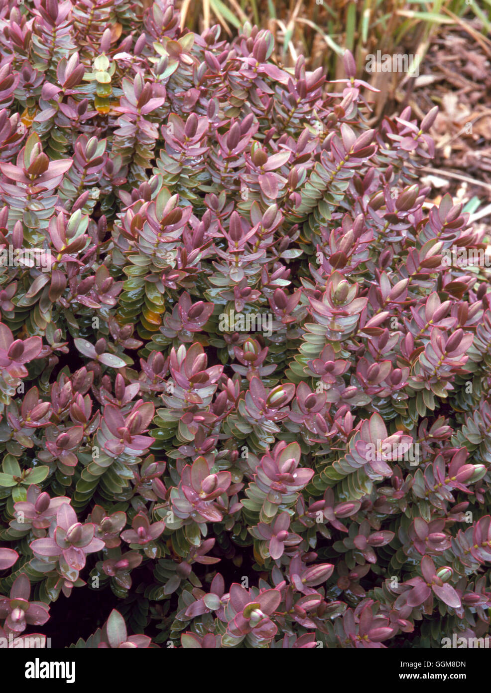 Hebe 'red edge' hi-res stock photography and images - Alamy