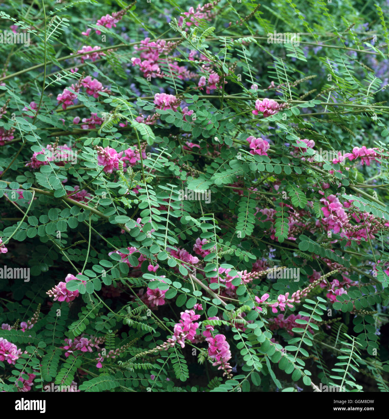 Indigofera heterantha hi-res stock photography and images - Alamy