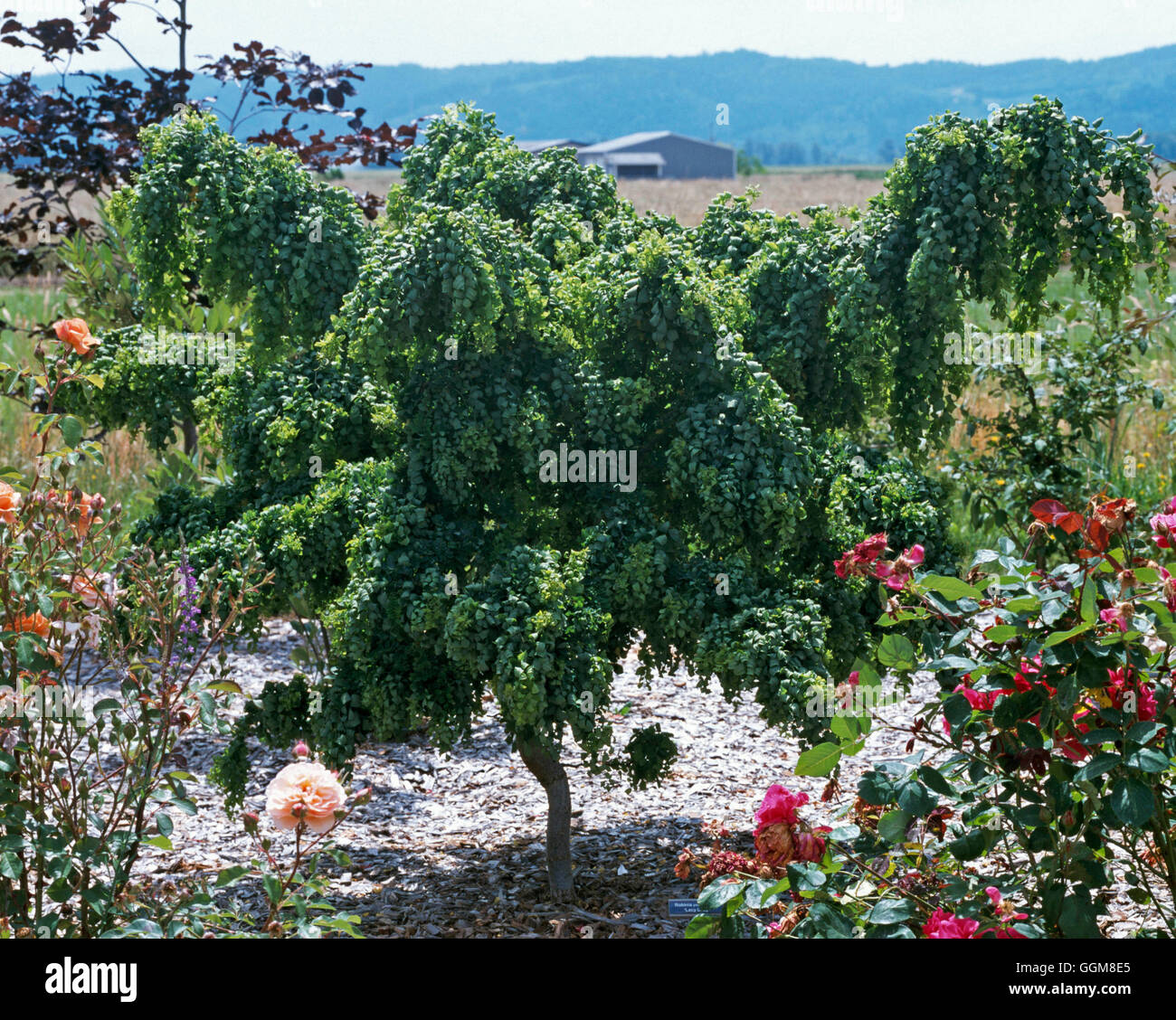 Robinia lace lady hi-res stock photography and images - Alamy