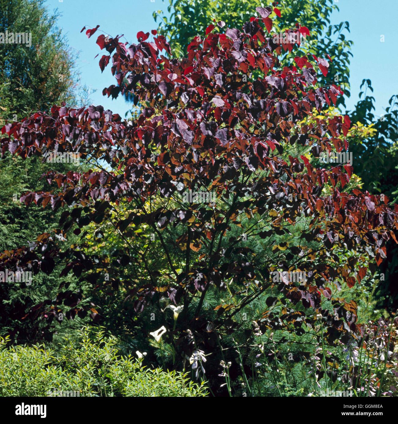 Cercis Canadensis 'forest Pansy' High Resolution Stock Photography and ...