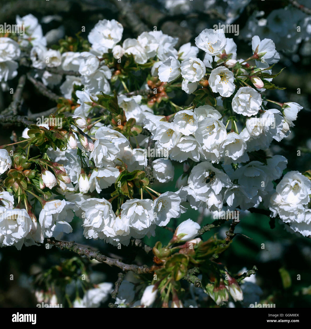 Prunus shirotae hi-res stock photography and images - Alamy
