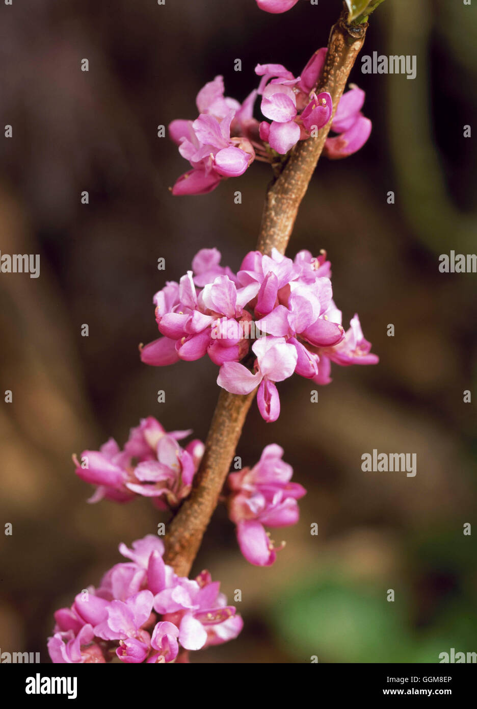 Cercis chinensis - `Avondale' TRS101193 Stock Photo - Alamy