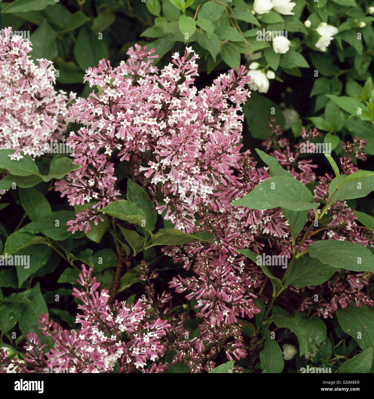 Miss Kim Lilac Hedge