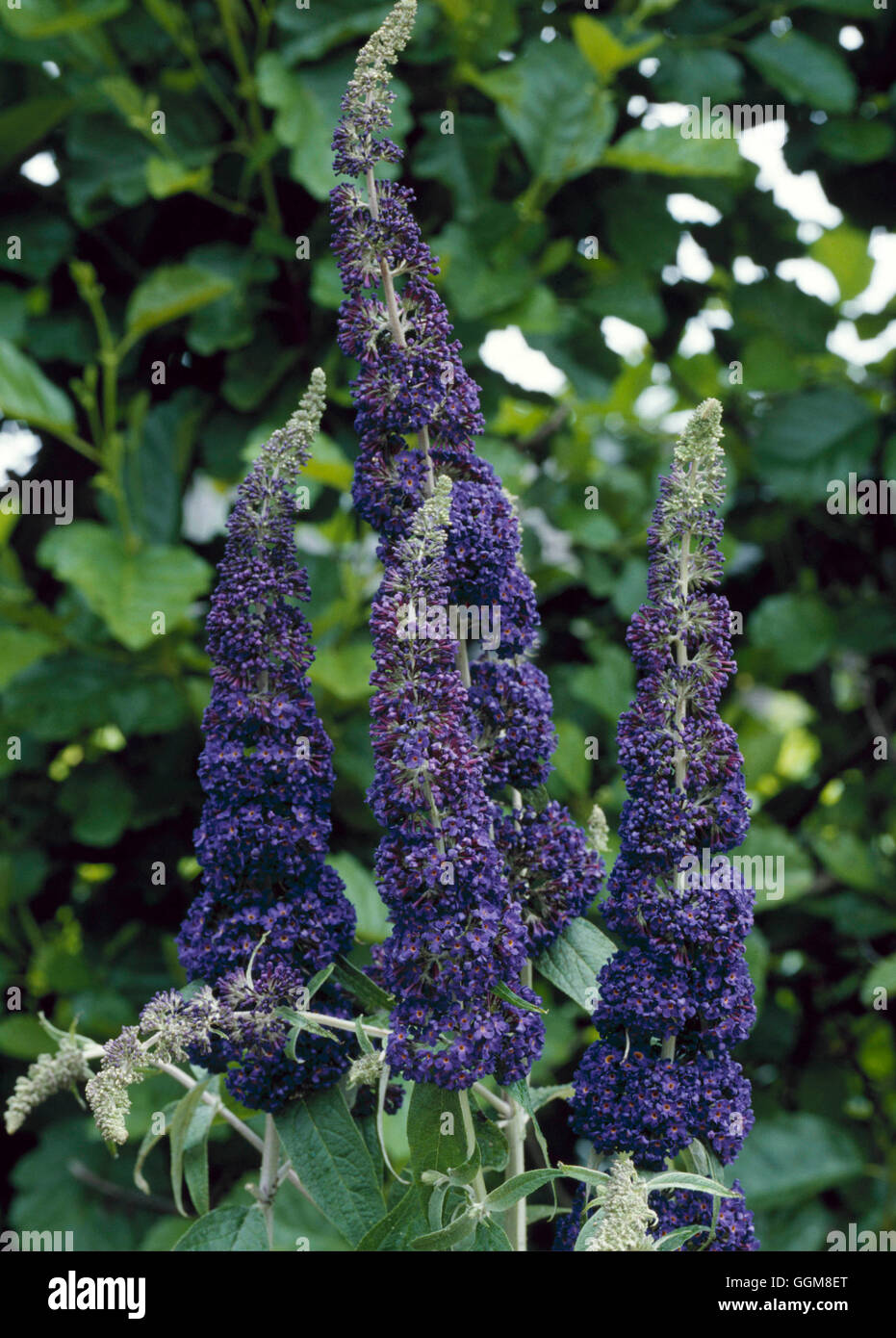 Buddleja davidii - `Adonis Blue' TRS101617 Stock Photo - Alamy