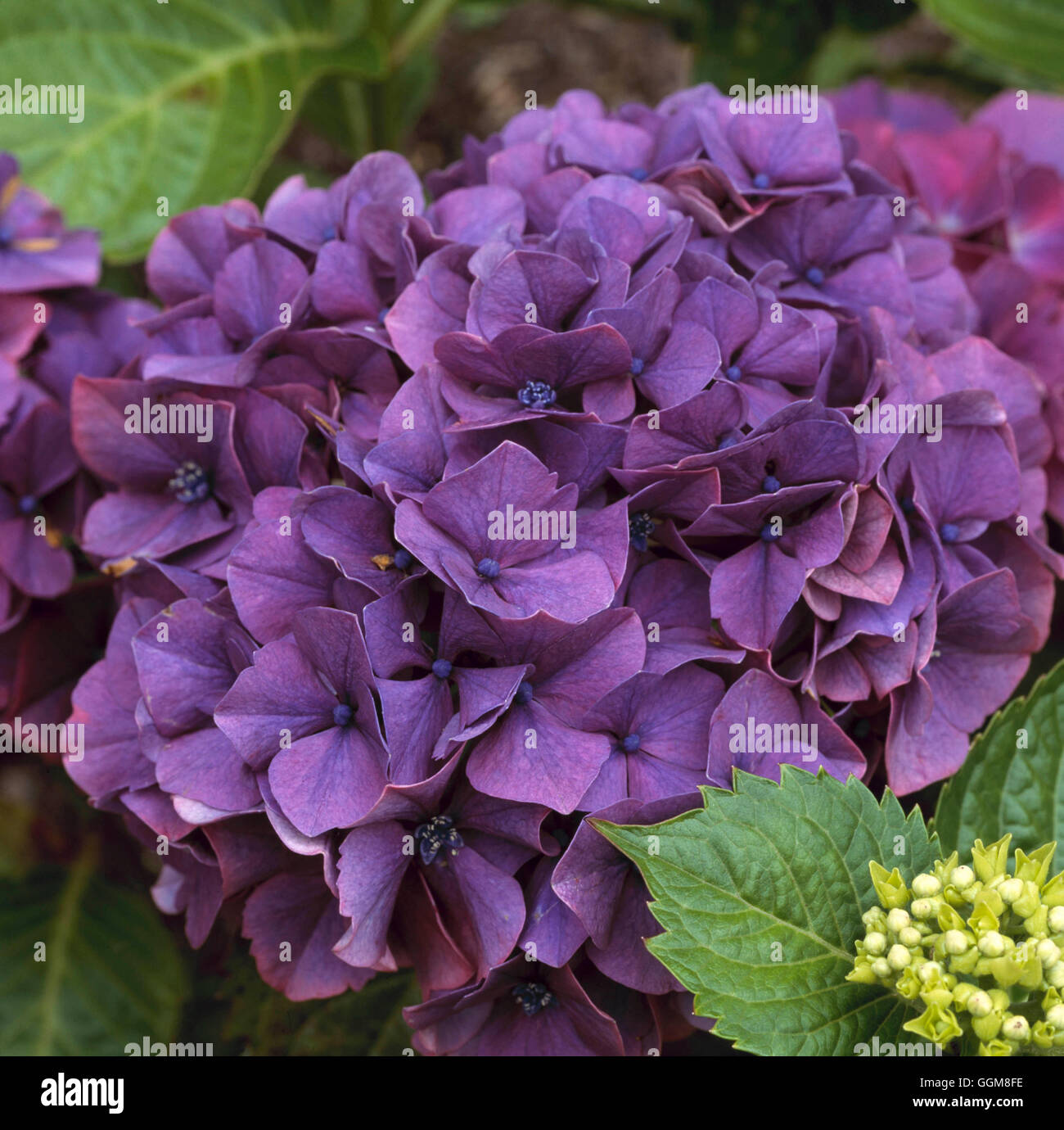 Hortensia macrophylla masja hi-res stock photography and images - Alamy
